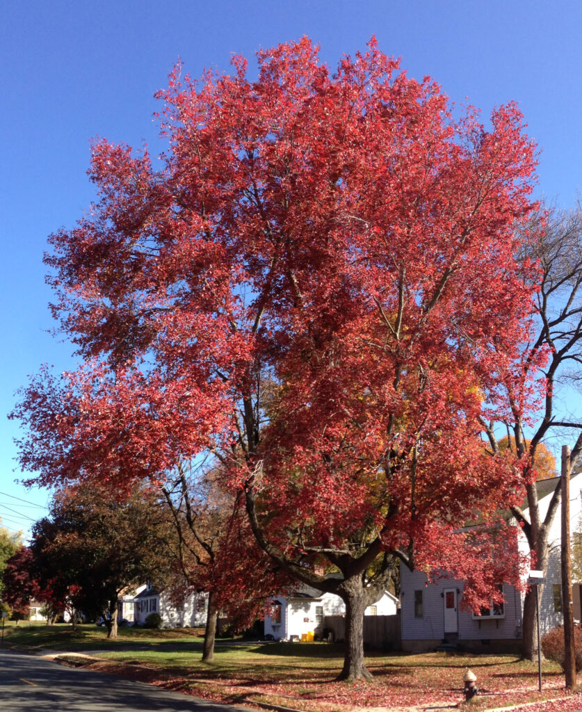 Acer Rubrum 'Red Sunset' - Red Maple #15